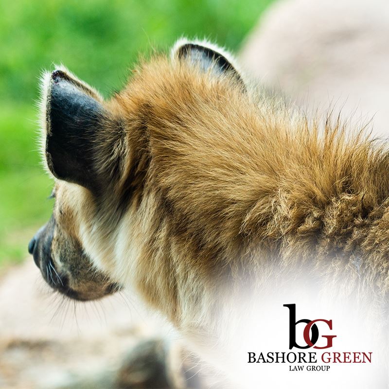 A Dog Bite Checklist to Understand Your Potential Liability